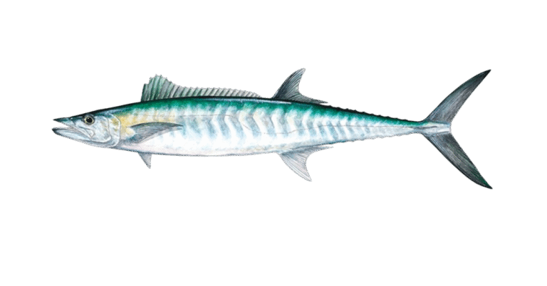 KING FISH – Omega 3 Fresh