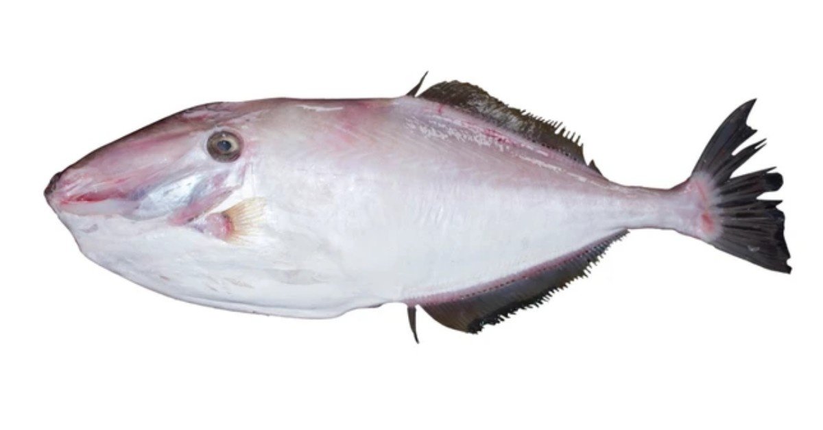 LEATHER JACKET FISH – Omega 3 Fresh