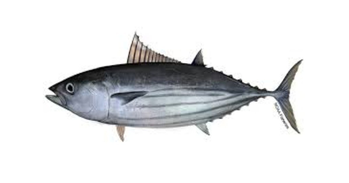 SKIPJACK TUNA FISH – Omega 3 Fresh