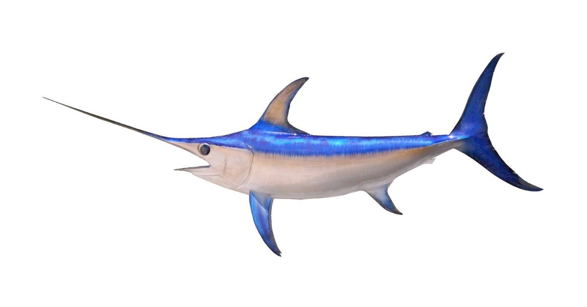 SWORD FISH – Omega 3 Fresh