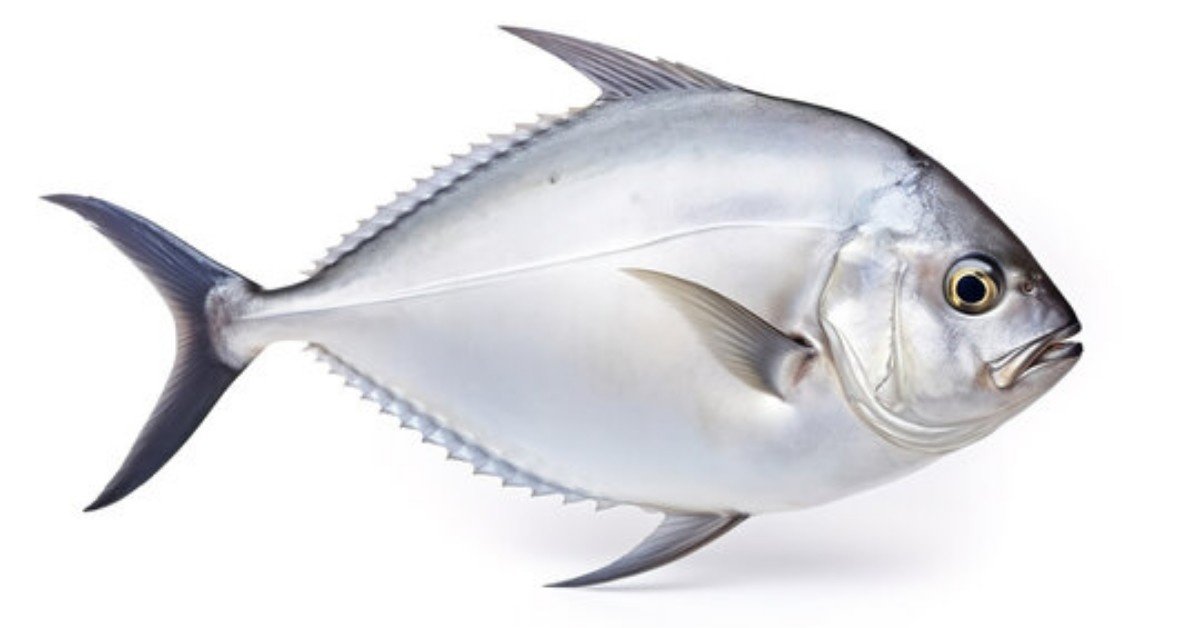 WHITE POMFRET FISH – Omega 3 Fresh